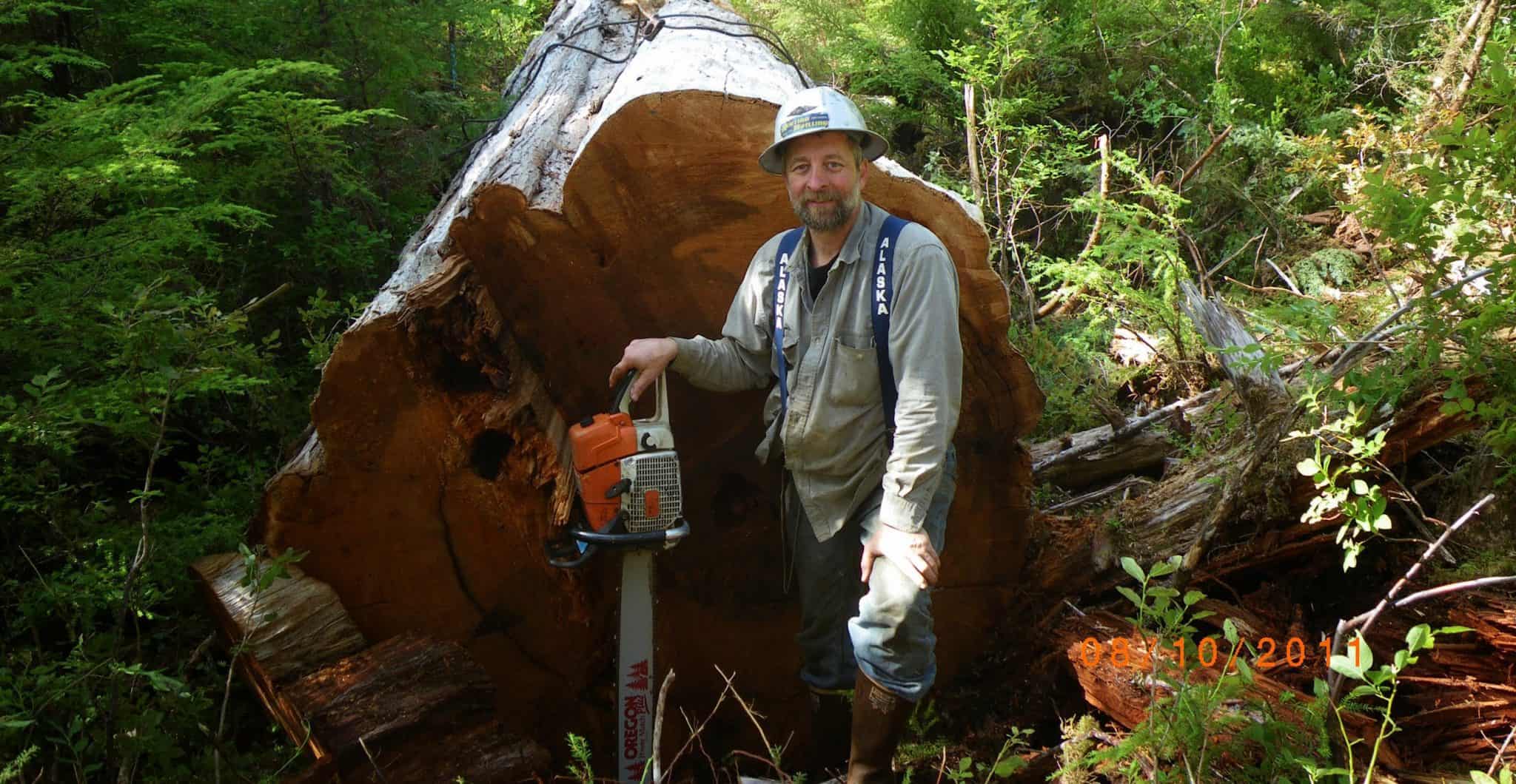 Giant Western Red Cedar snag from the Polk Inlet Microsale. Bucking the ...